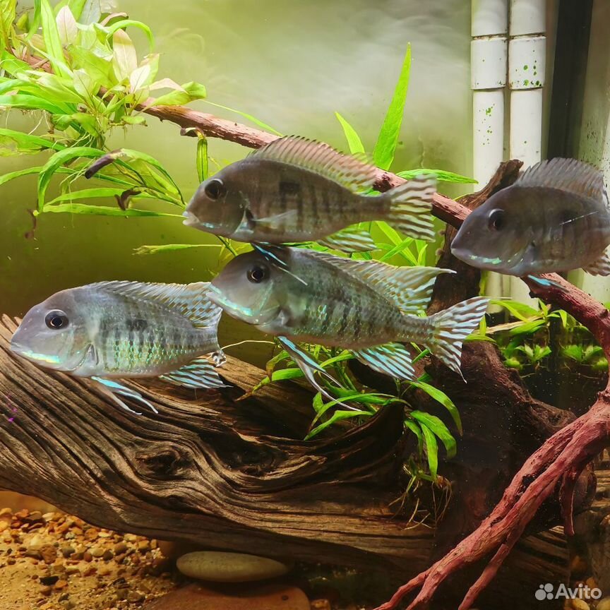 Геофагус красноголовый