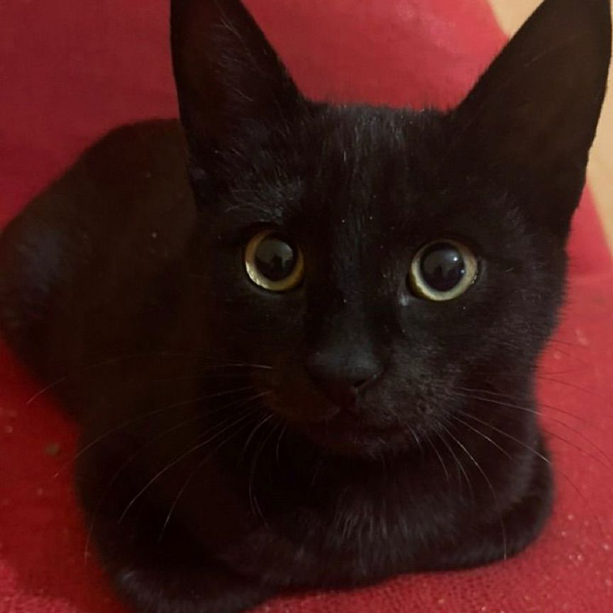 Черный котик в добрые руки