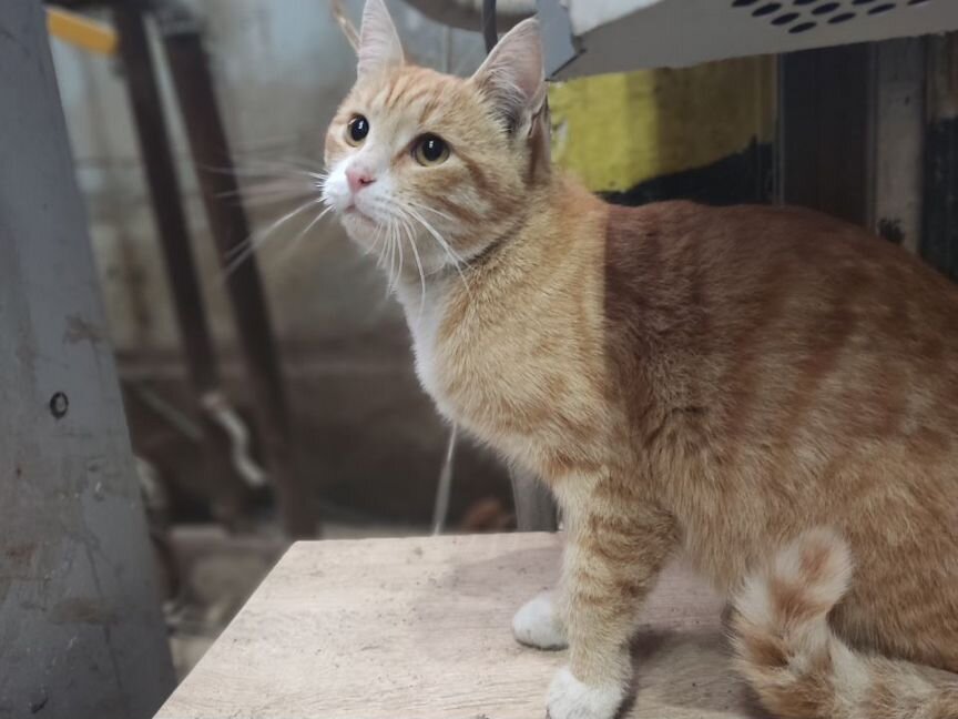 Кот в добрые руки