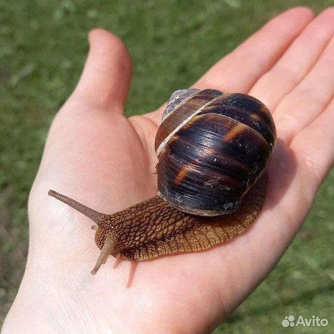 Улитки виноградные