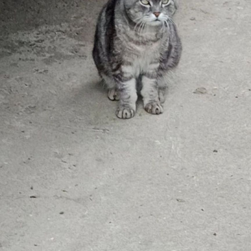 Кошка