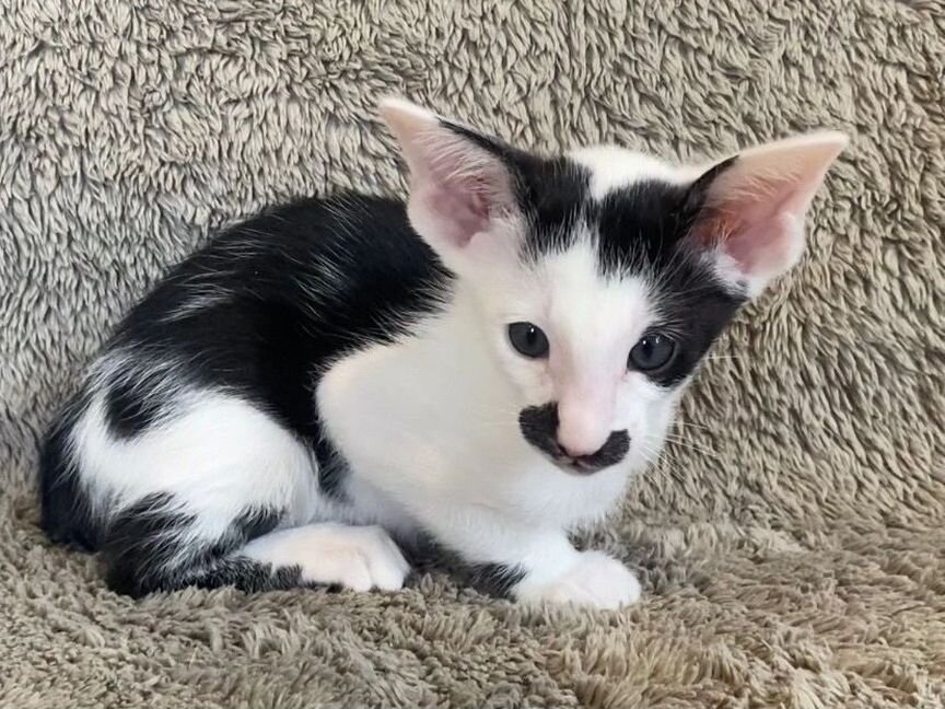 Усатый орик, мальчик