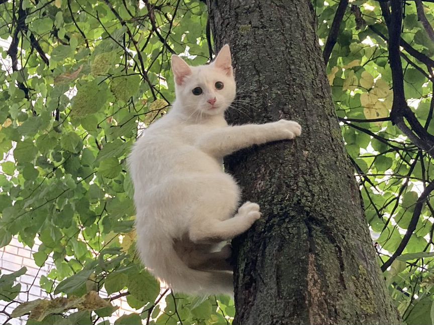 Уличные котята хотят стать домашними