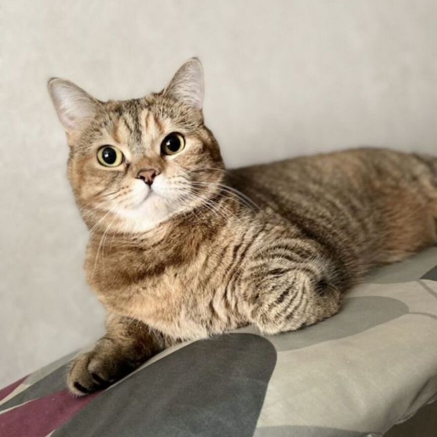 Скоттиш страйт