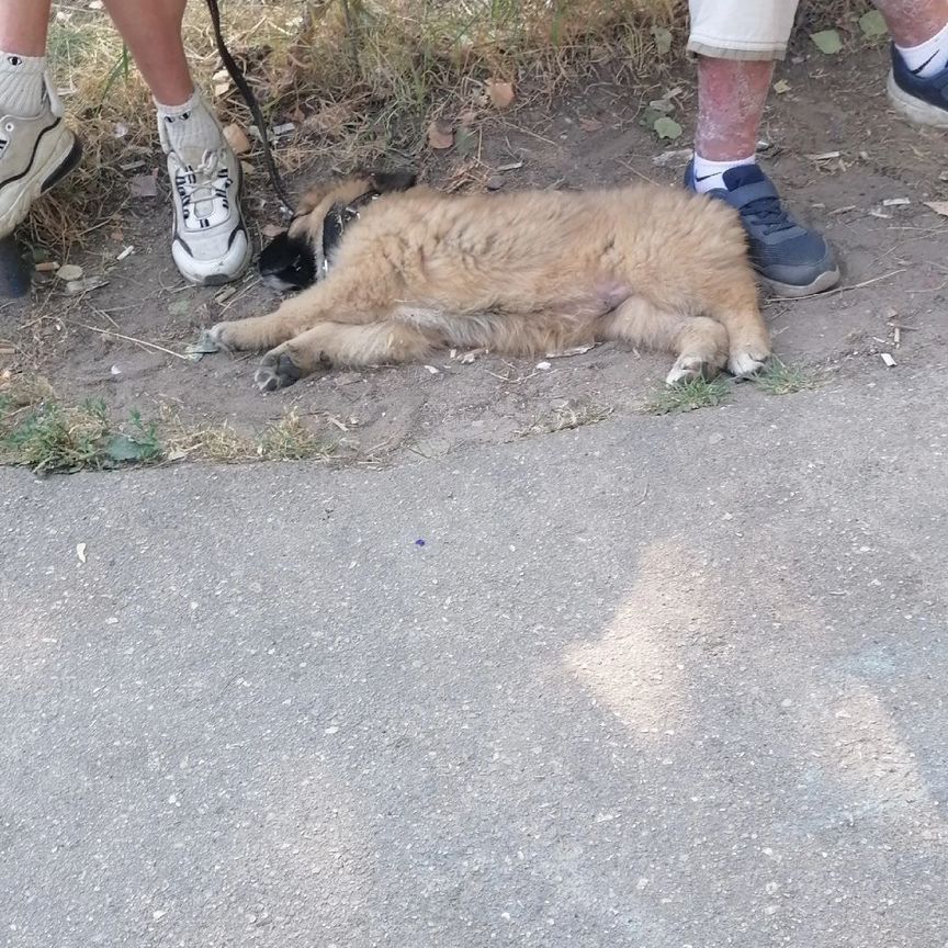 Очень нужен дом или передержка щенку