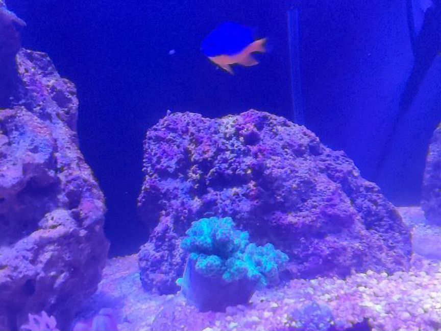 Хризиптера желтобрюхая (желто-голубая)