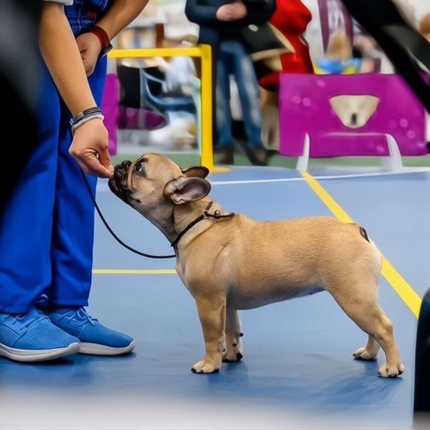 Французский бульдог, щенок