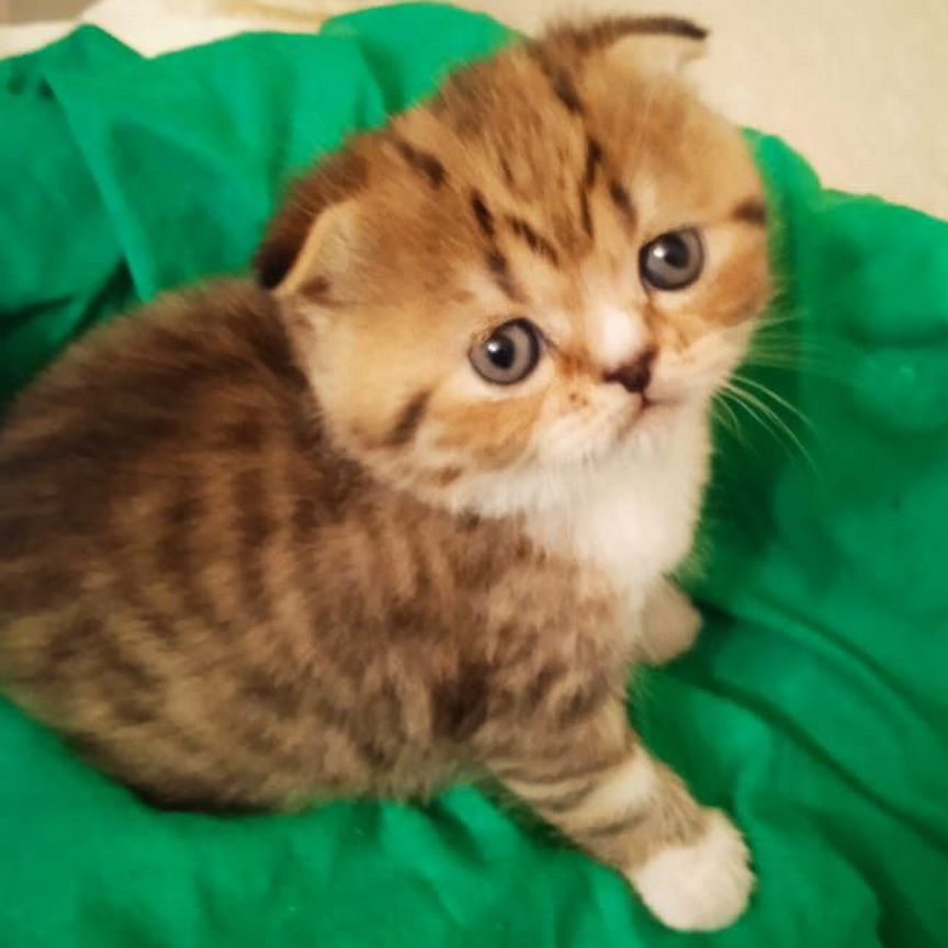 Шотландские котята