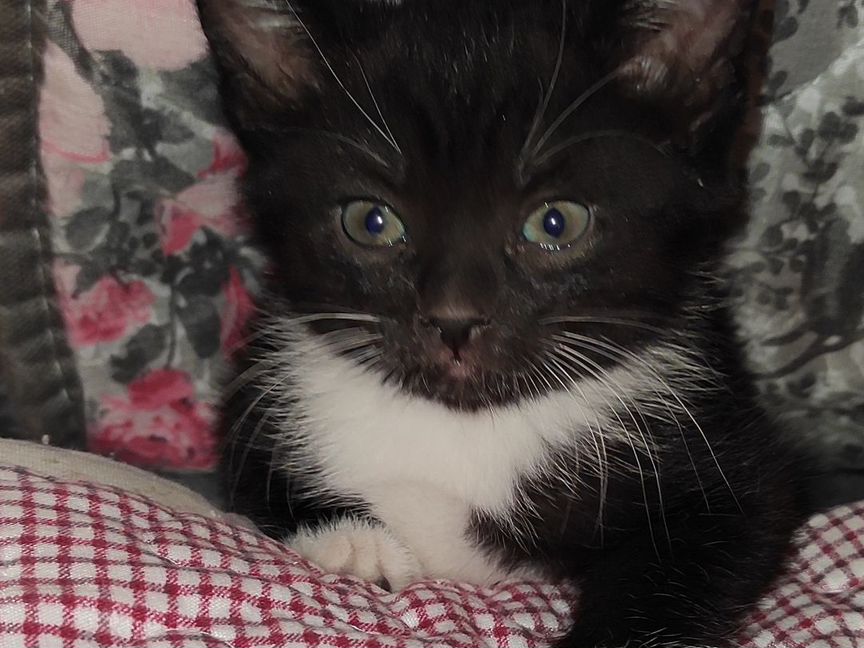 Шотландская кошечка Марго