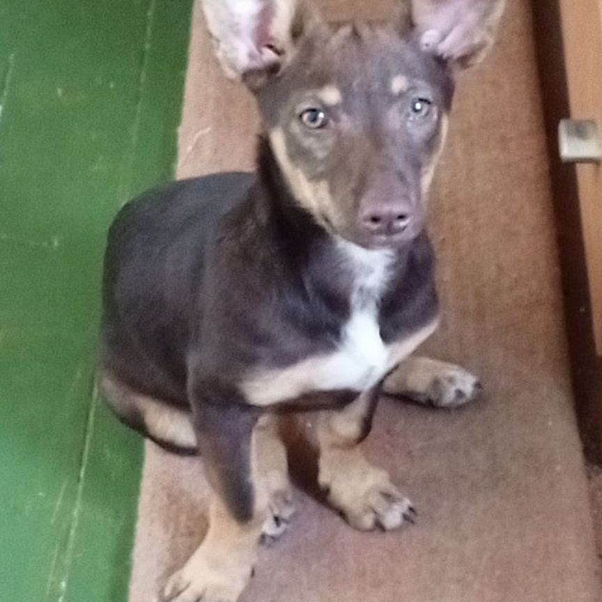 Щенуля девочка. Три месяца