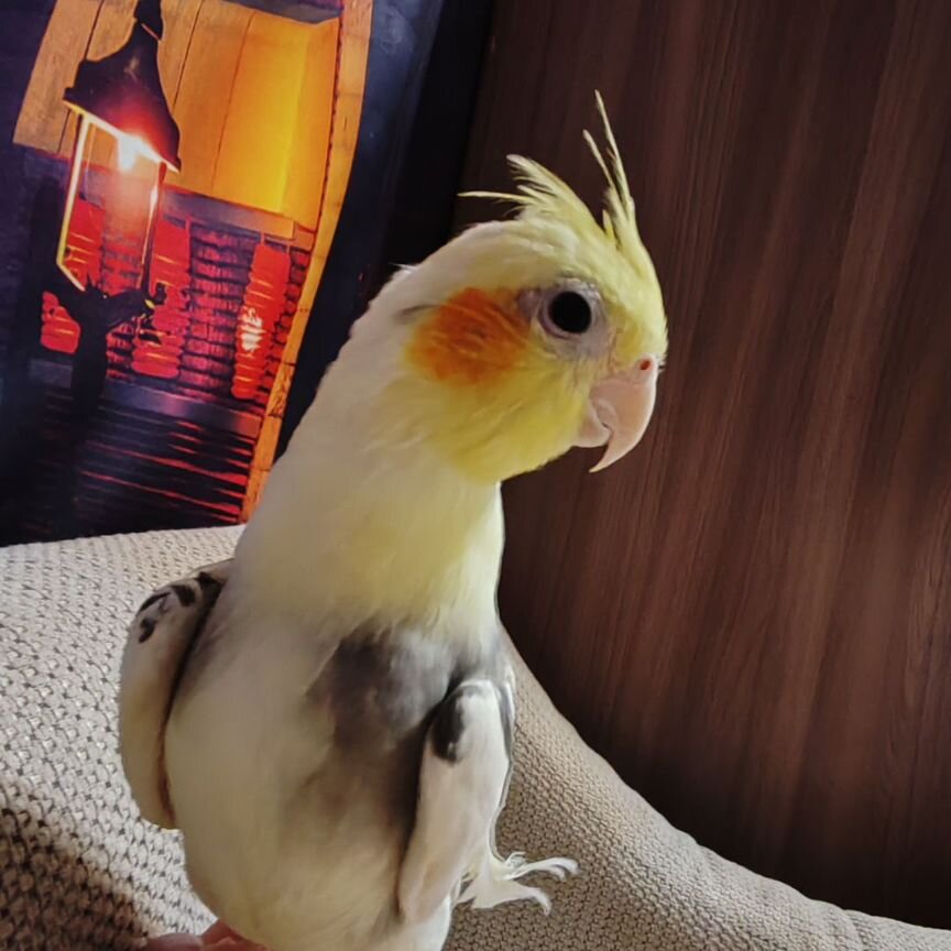 Попугай корелла бесплатно