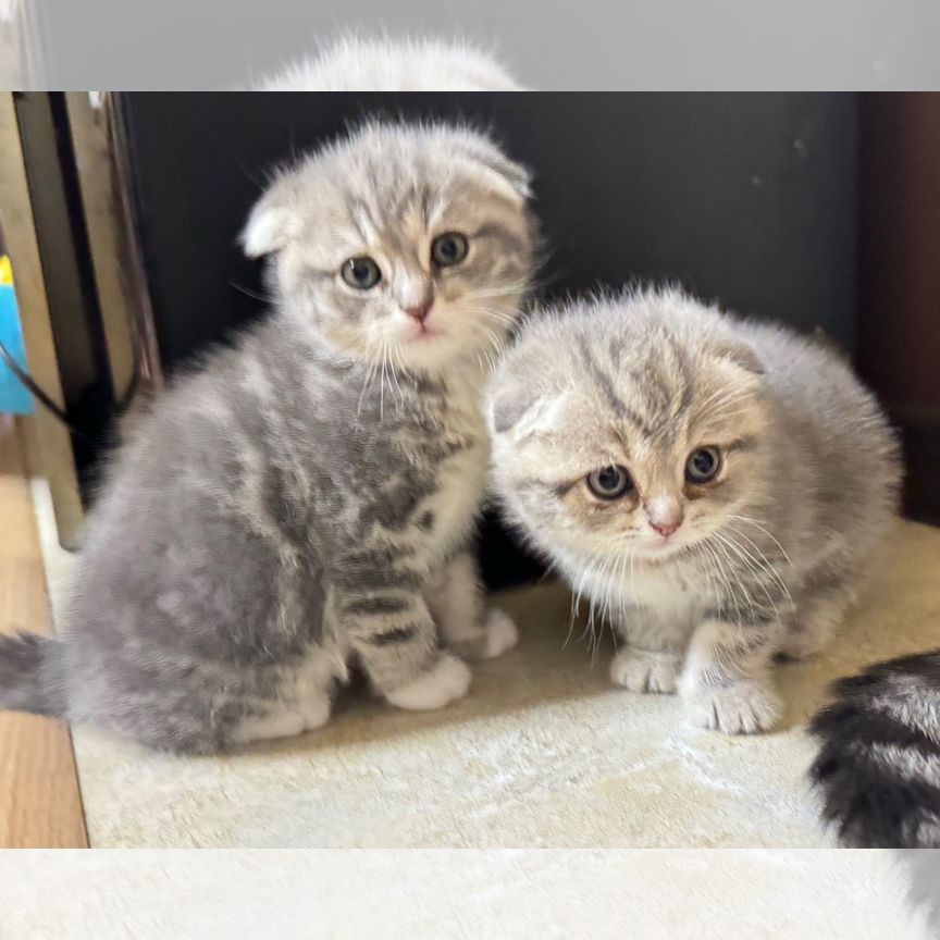 Шотландские вислоухие