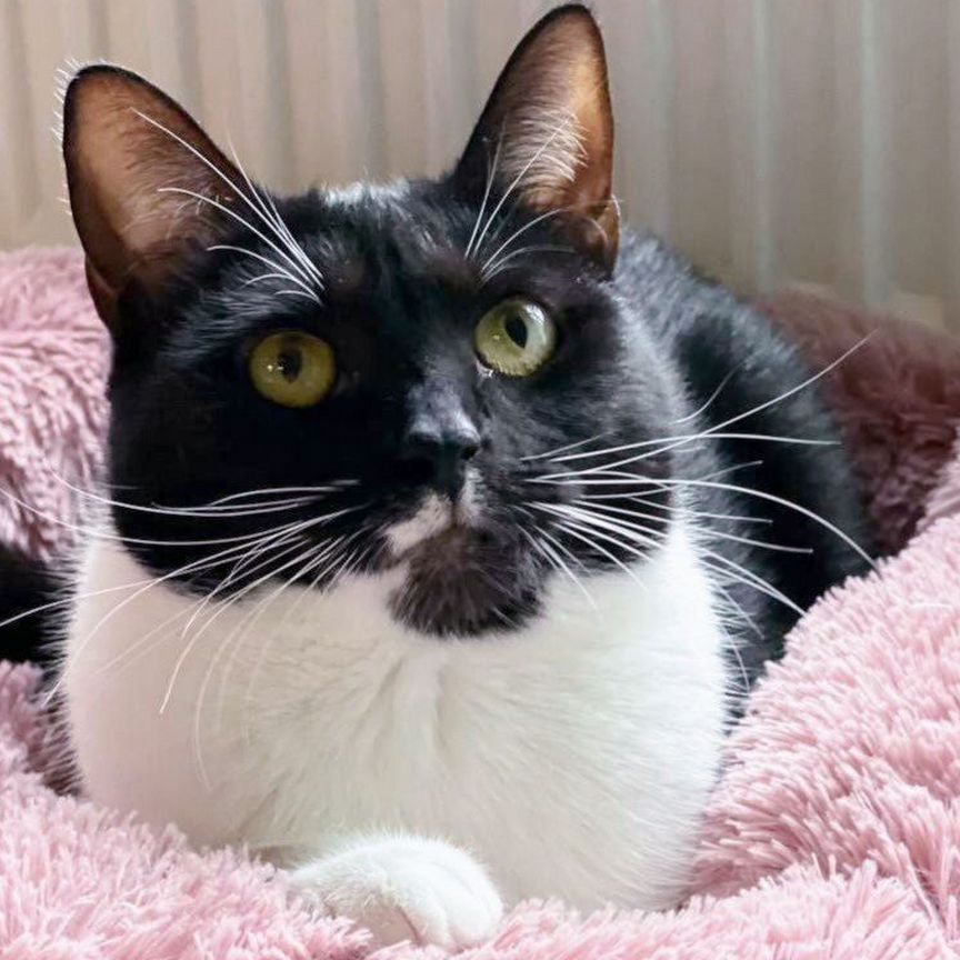 Взрослая, кошка в добрые руки