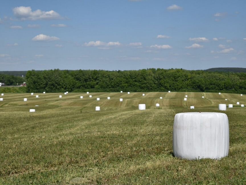 Сенаж в пленке