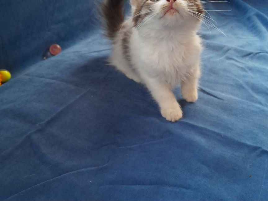 Котенок ищет дом