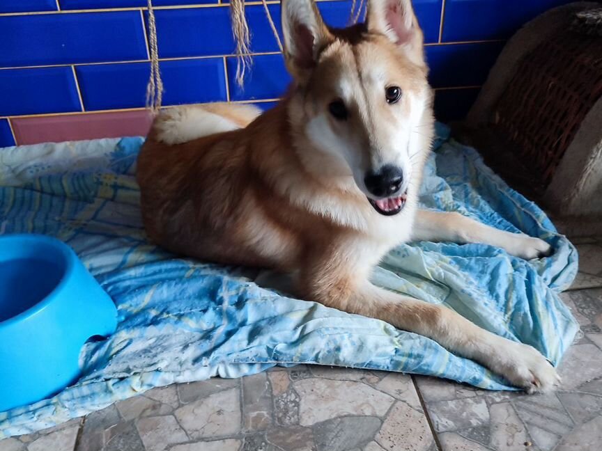 Барни, щенок из приюта