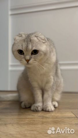 Продаю кошку