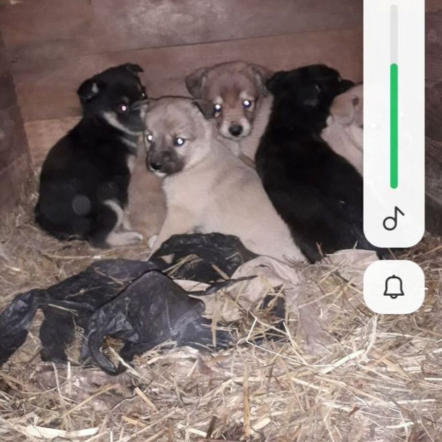 Британский короткошёрстный котёнок