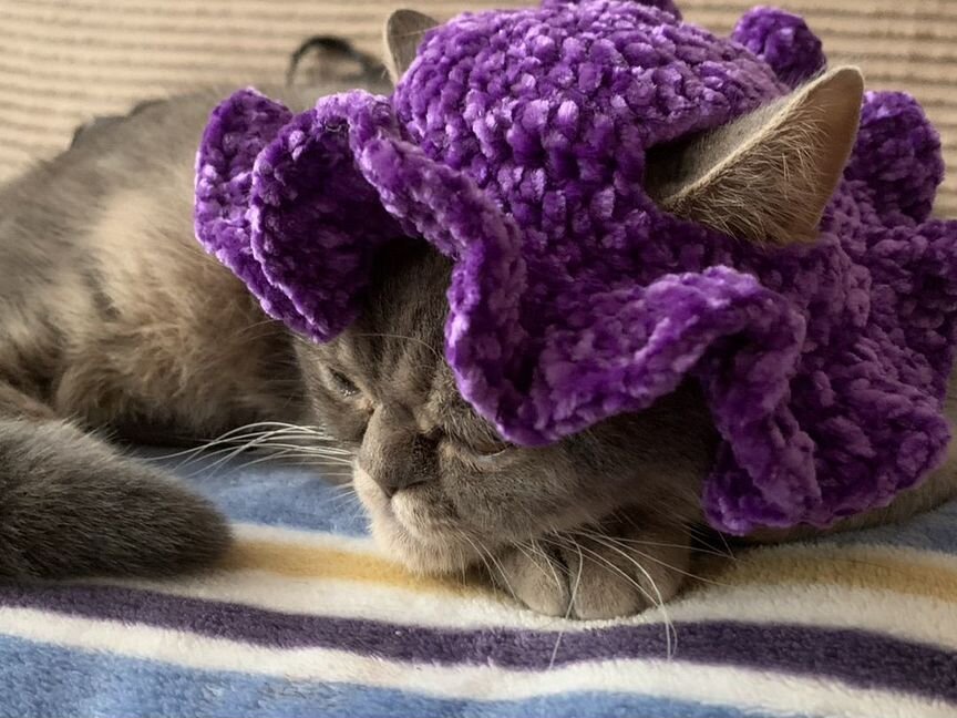 Шапочка для питомца