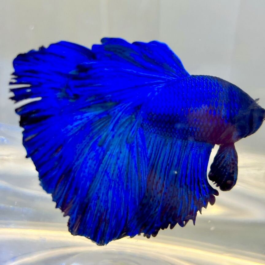 Бойцовая рыбка петушок