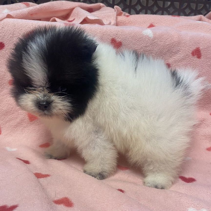 Померанский шпиц, щенок