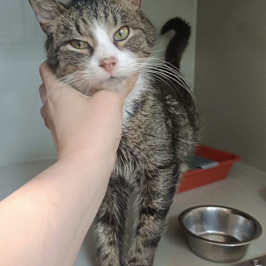 Котик в добрые руки