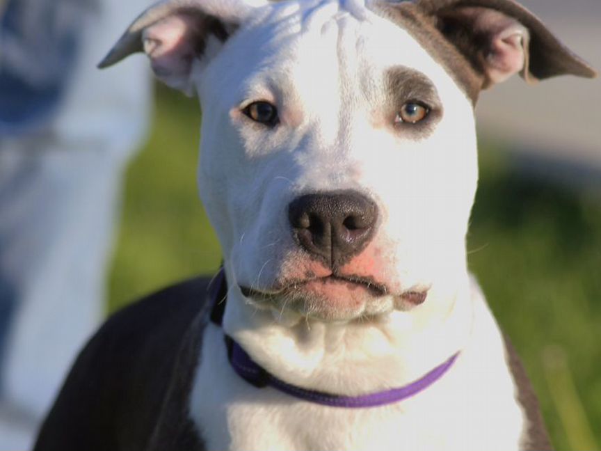 Голубая мечта