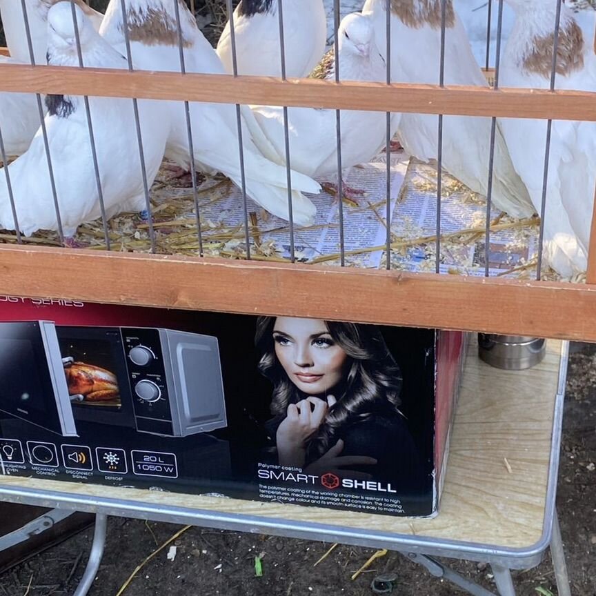 Голуби ижевские