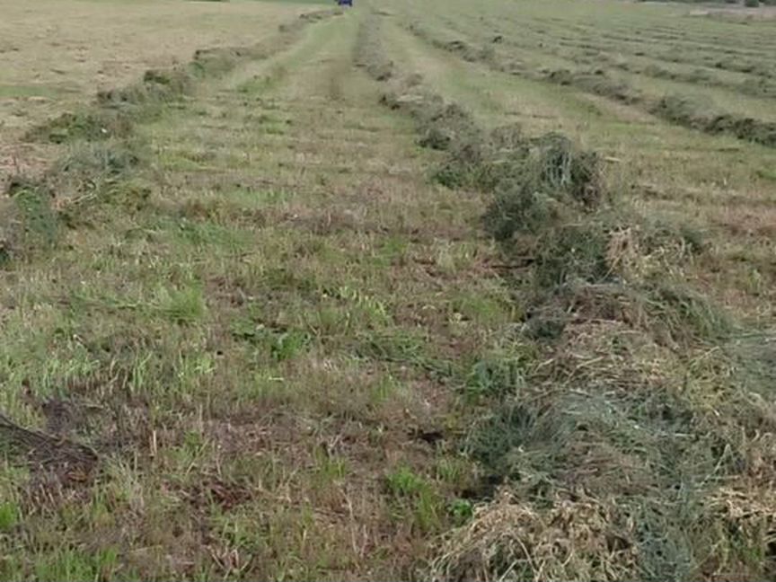 Сено корма для животных