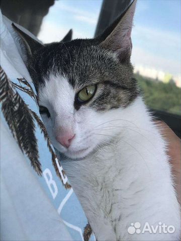 Кошка в дар бесплатно