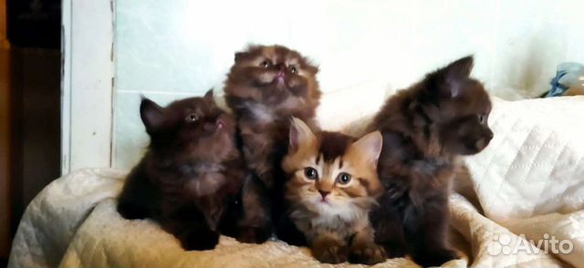 Шотландские котята шоколадные