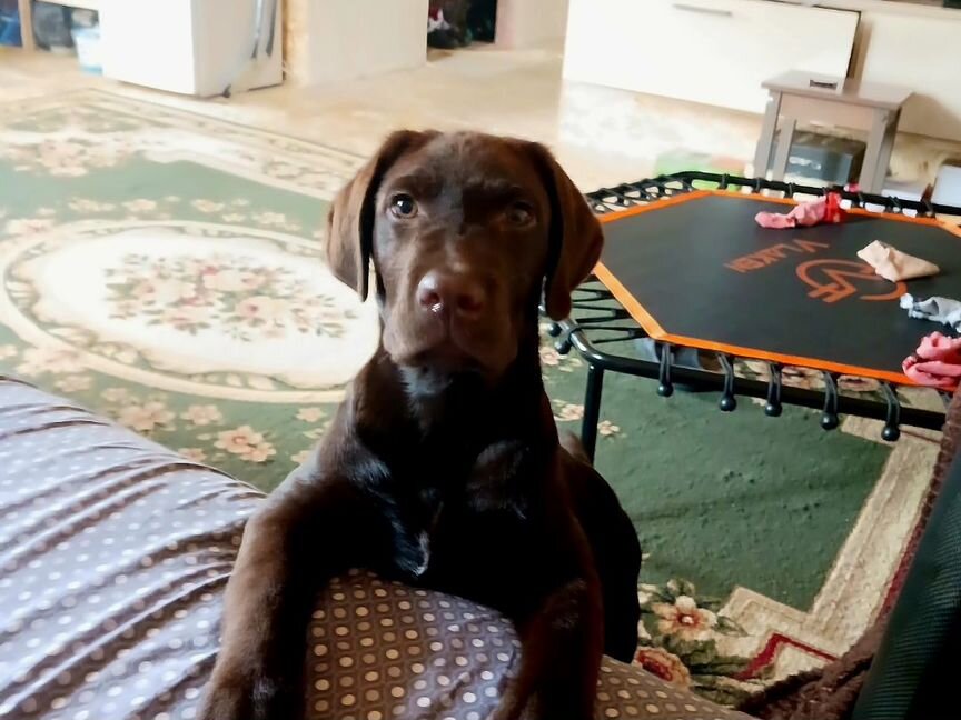 Щенки лабрадора