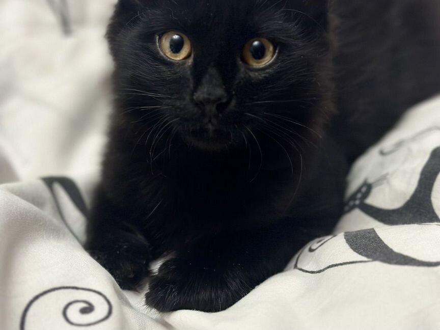 Котенок черный воспитанный