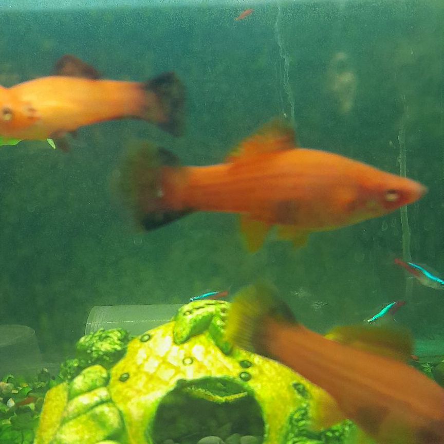 Мальки аквариумных рыбок