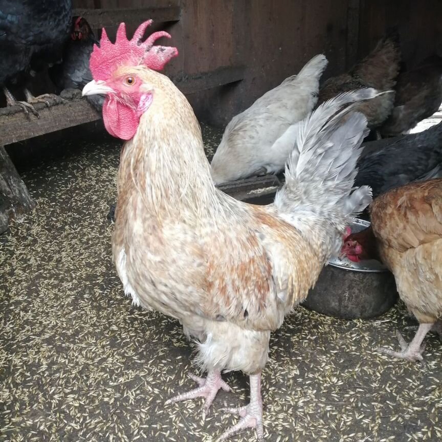 Петухи домашние