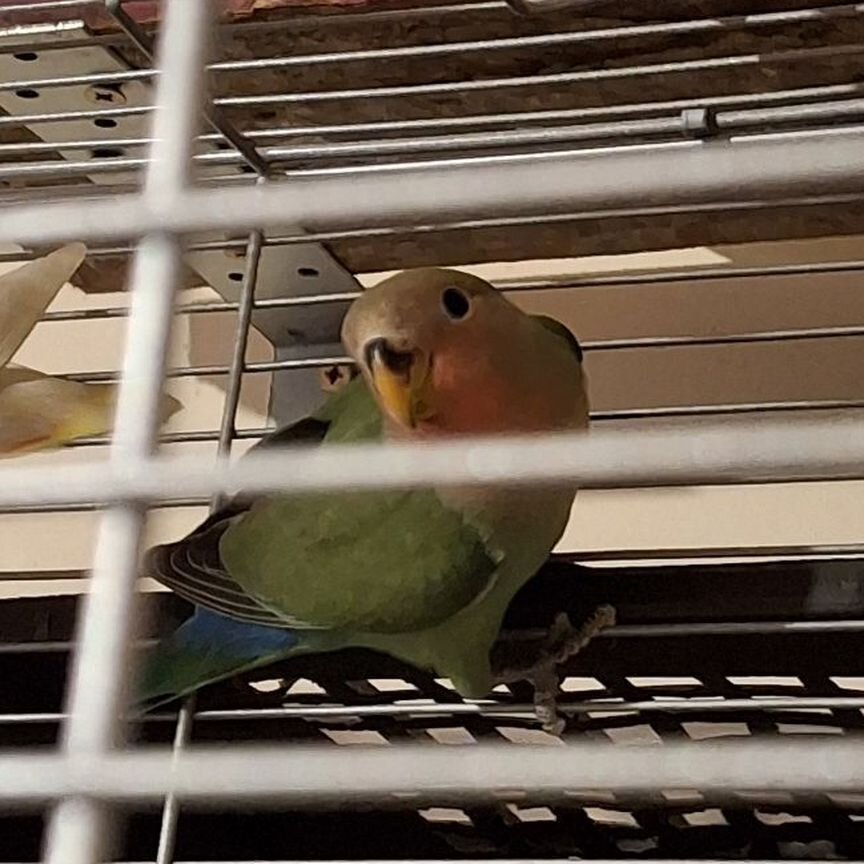 Неразлучники