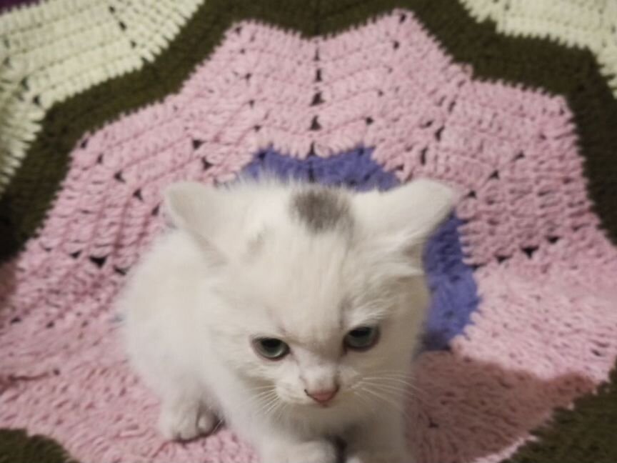Белый кот, 1,5 месяца
