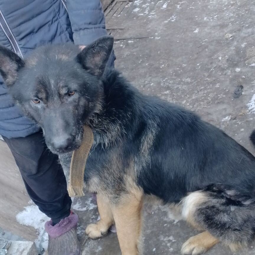 Черная немецкая овчарка