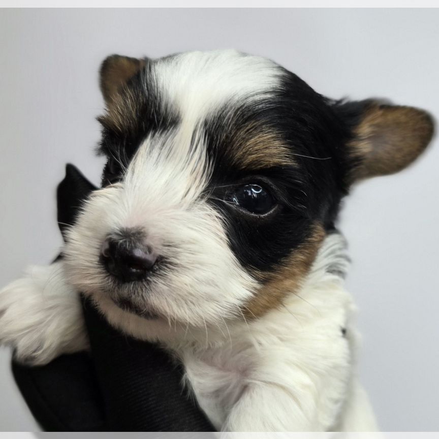 Бивер-йоркширский терьер, щенок