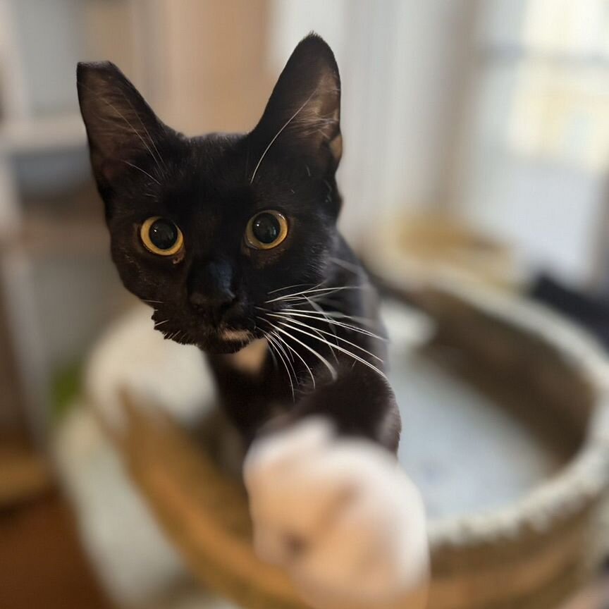 Чудо-Максик