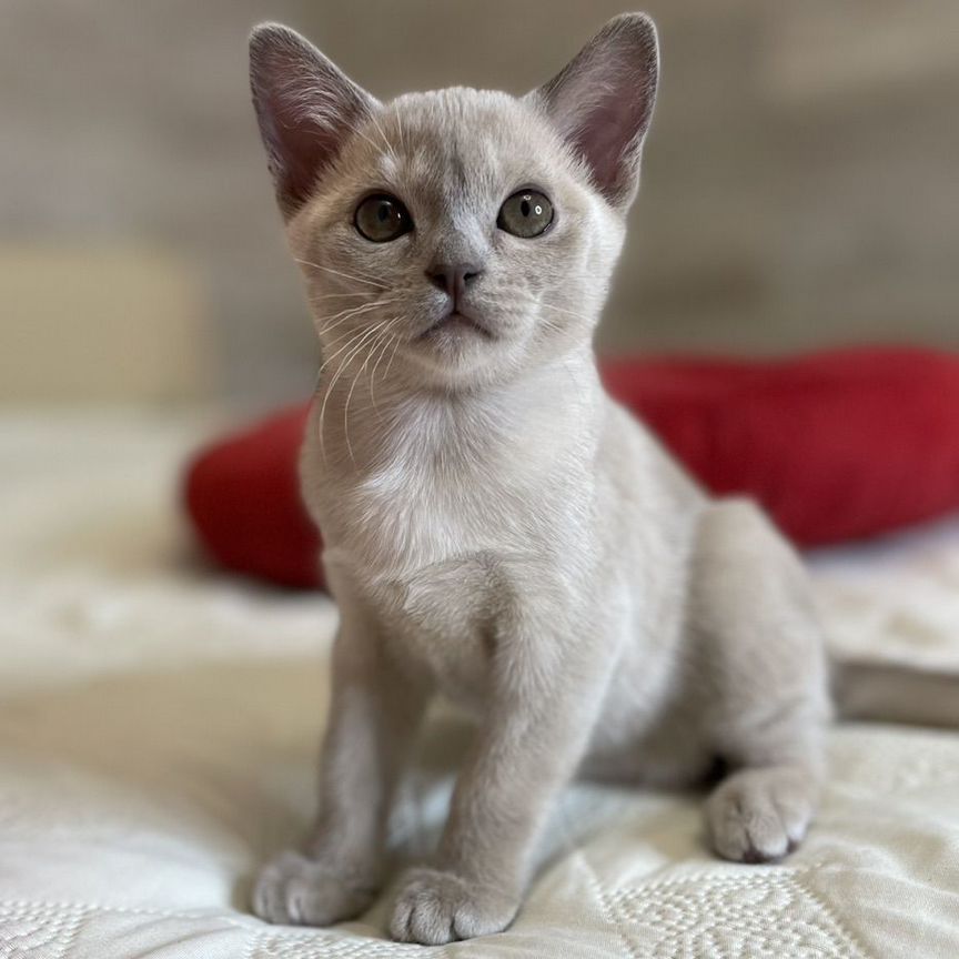 Европейский бурманский котёнок