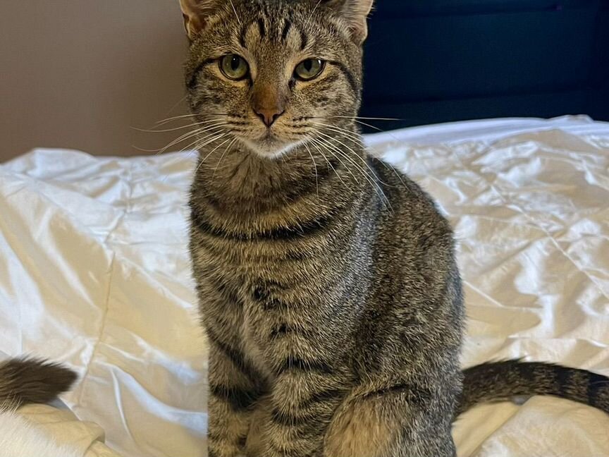 Тигренок 10 мес из приюта мечтает о доме