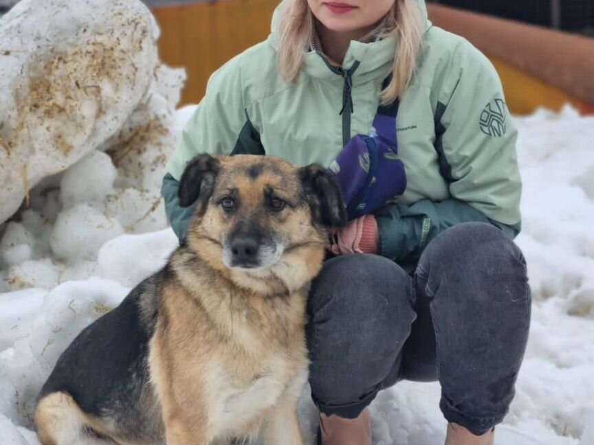 Собака из приюта