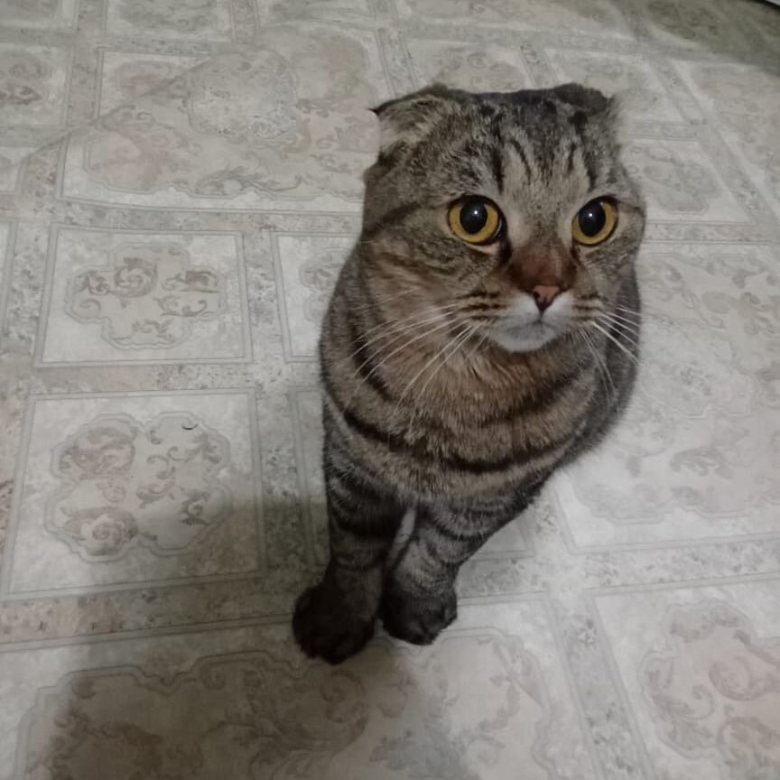 Шотландская вислоухая кошка ищет дом