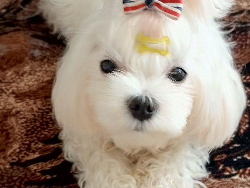 Мальтийская болонка