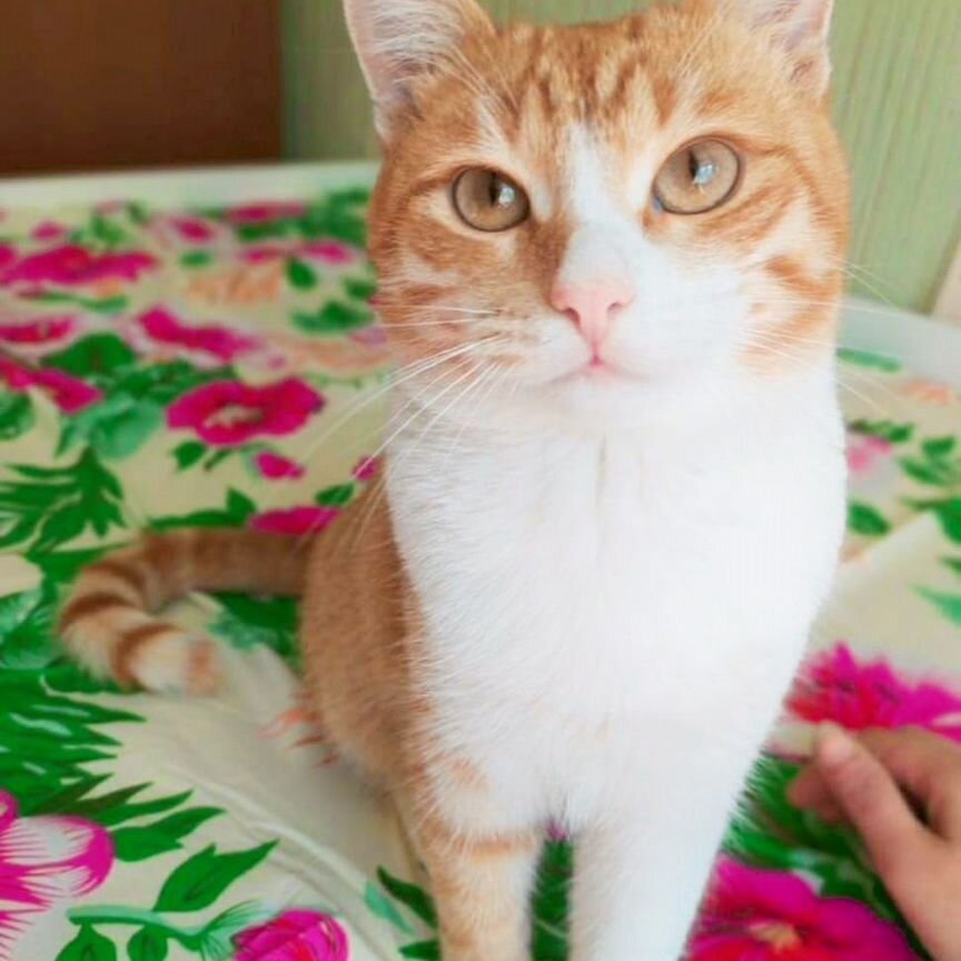 Котик золотце