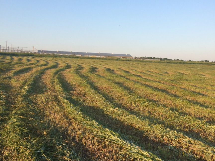 Сено костёр