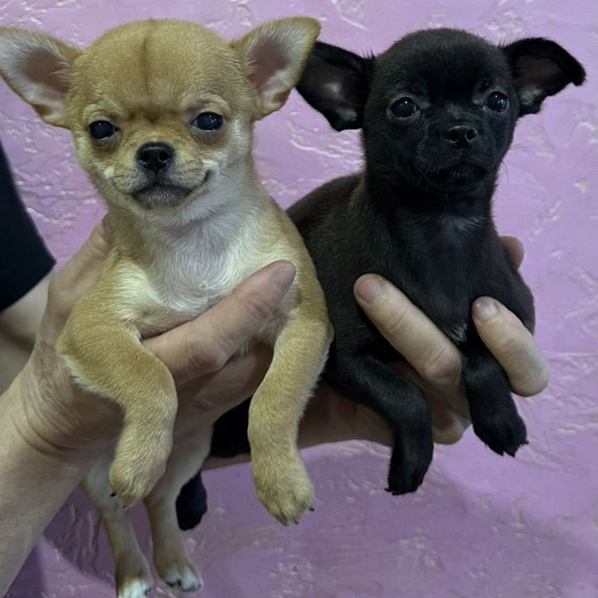 Чихуахуа, щенок