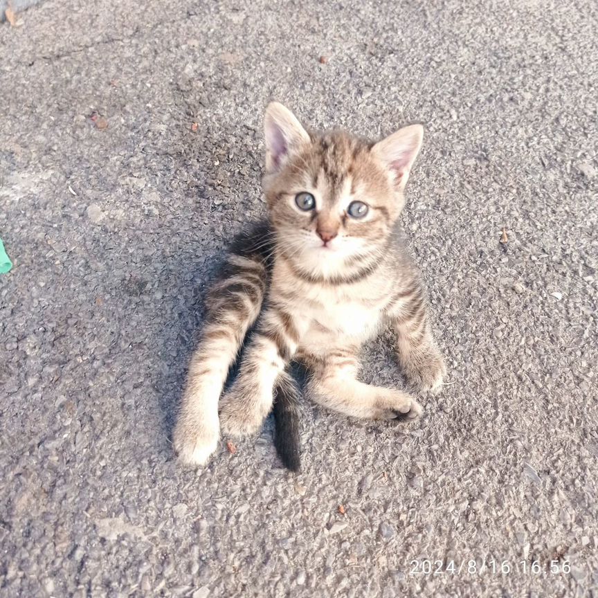 Маковая булочка ищет дом