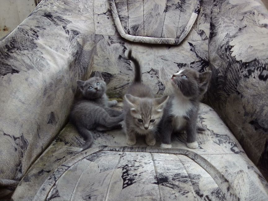 Отдам котят в добрые руки 2 котика и1 кошечка